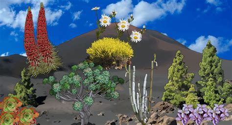Flora canaria. Flora endémica de las Islas Canarias