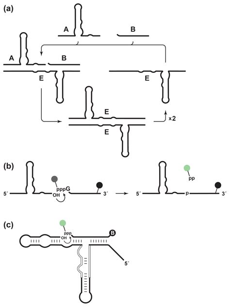 Amplification And Detection Of A Self Replicating Rna Enzyme A The