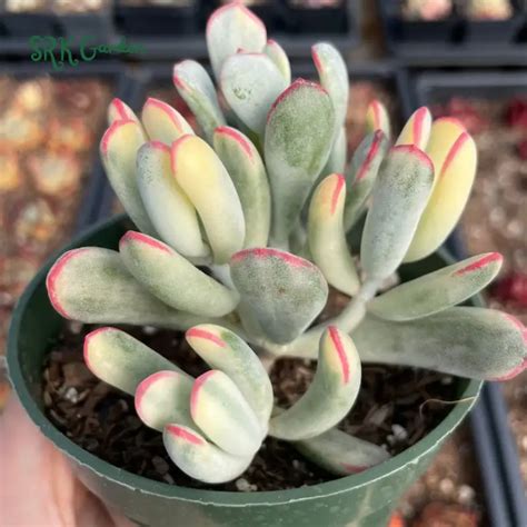Variegated Cotyledon Orbiculata Long Leaf Variegated Succulents Rare