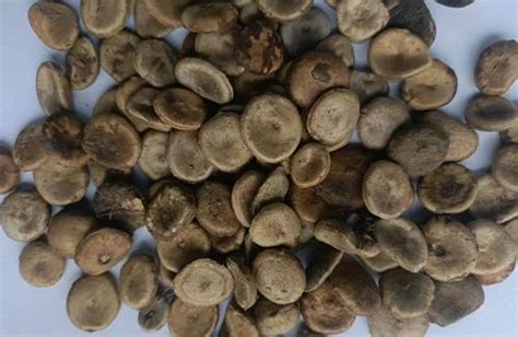 Brown Dry Kuchala Seed Packaging Type Loose At ₹ 150 Kg In Gandhidham Id 2856801639348