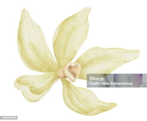 바닐라 꽃 수채화 손으로 그린 흰색 고립된 배경에 허브 음식 향신료의 삽화 에센셜 오일 또는 천연 화장품을 위한 베이지색 난초 그리기 방향족 성분 0명에 대한 스톡 벡터