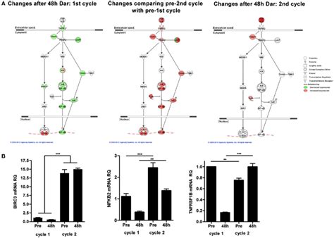 A Microarray Analyses Were Performed On Rna Isolated From