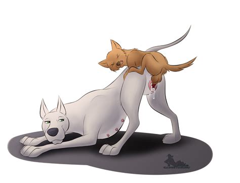 Rule 34 Animal Genitalia Canine Chihuahua Cum In Pussy Cum Inside