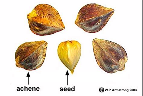 Achene Fruit Seeds Inside For Planting