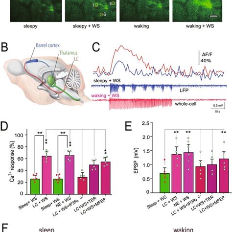 Whisker Stimulation Induces Large Ca²⁺ Transients In Awake Mice That