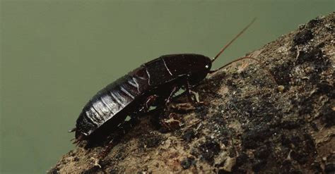 When Is Cockroach Season In Texas A Z Animals