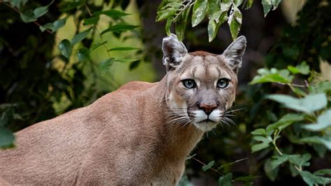 15 Fascinating Facts About Cougars North Americas Secretive Big Cat