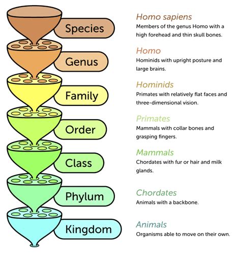 chapter 9 classification guest hollow