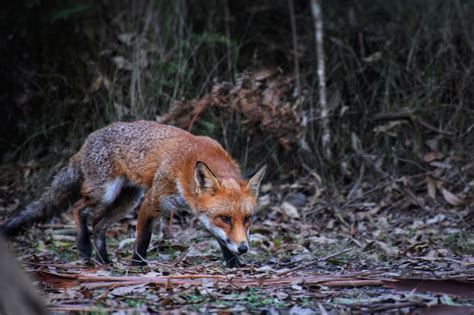 Invasive Species Australia Red Fox Ducy
