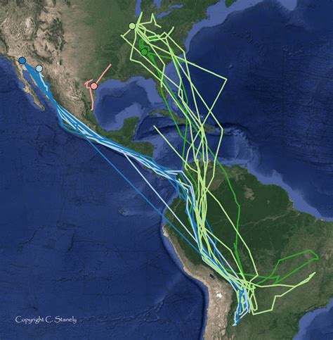 About Cuckoos — Western Yellow Billed Cuckoo Working Group