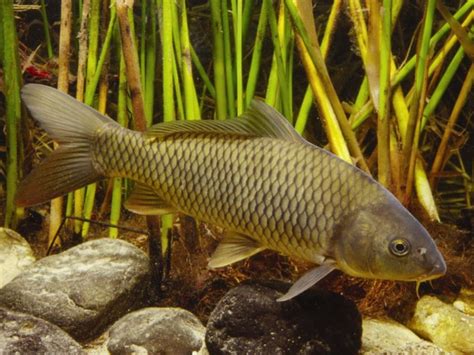Koi Common Carp Habitat Care Aquarium Maintenance
