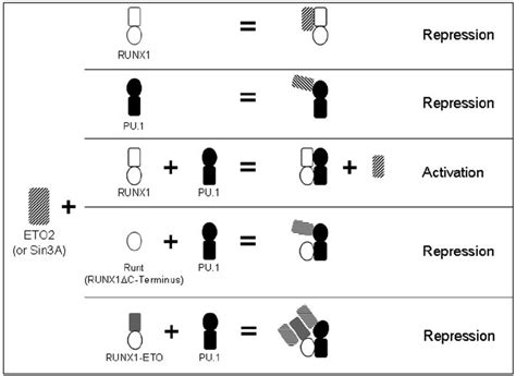 model for runx1 regulation of pu 1 interaction with corepressors