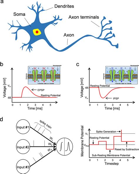 stimulus biology