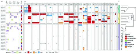 Copy Number Profiles Cluster Tumors Into Three Groups Reflecting Download Scientific Diagram
