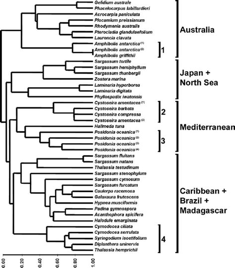 hierarchic clustering similarity analysis between several macrophyte