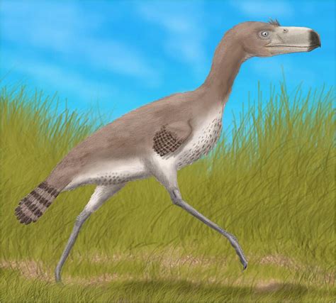 Phorusrhacidae Vikipedi