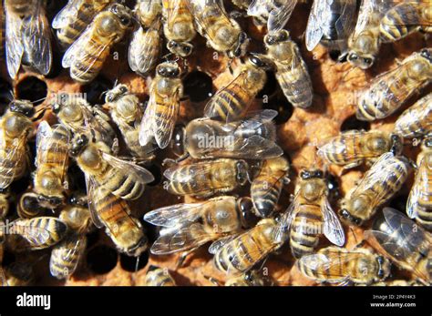 Drone Vs Worker Bees At Doris Halligan Blog