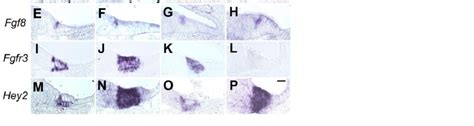 Activation Of Hh Signaling Affects Fgf Signaling Expression Of Fgf20 Download Scientific