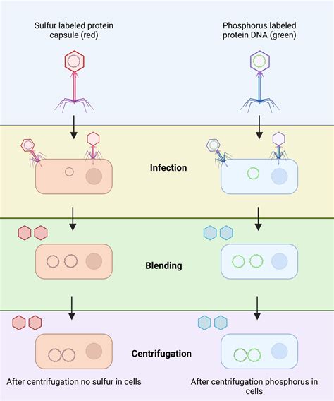 High Throughput Sequencing Hts Principle Steps Applications