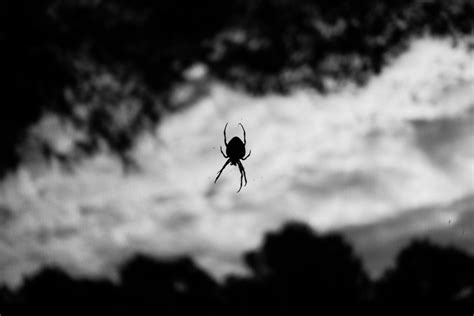 Floating Spider Photear