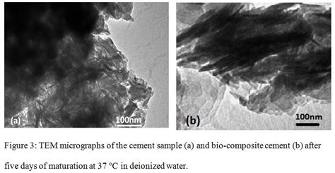 Characterization Of Bio Composite Apatite Chitosan Cement And Its Antibacterial Activity