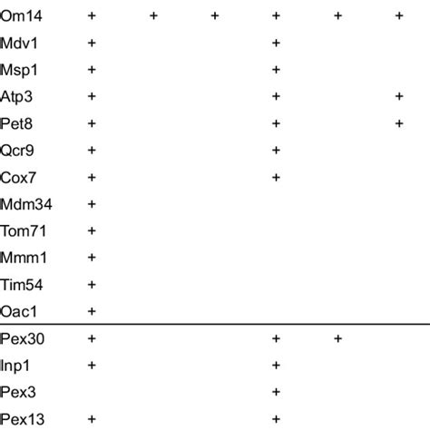Protein Protein Interactions Identified By Bifc Assay In S Cerevisiae Download Table