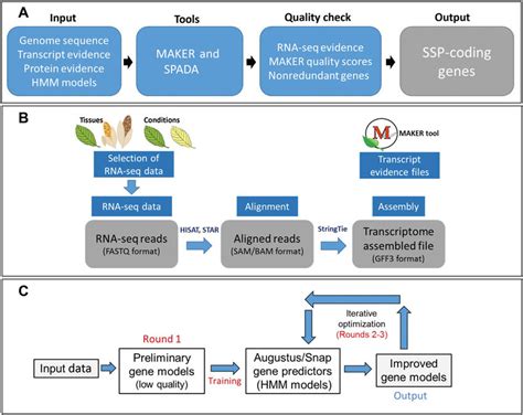 Workflow For Basic Protocol 1 A Pipeline Overview Of Ssp Coding Gene