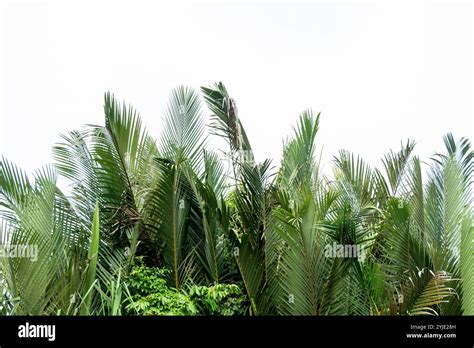 Nipah Plant White Sky Background Growing On The River Bank A Plant That Prevents River