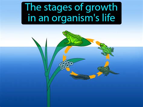 Life Cycle Definition And Image Radience