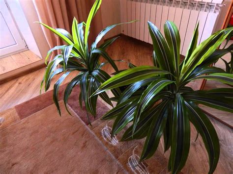 драцена и ее виды Youtube