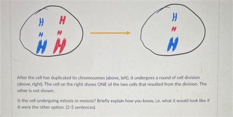 Solved After The Cell Has Duplicated Its Chromosomes Above
