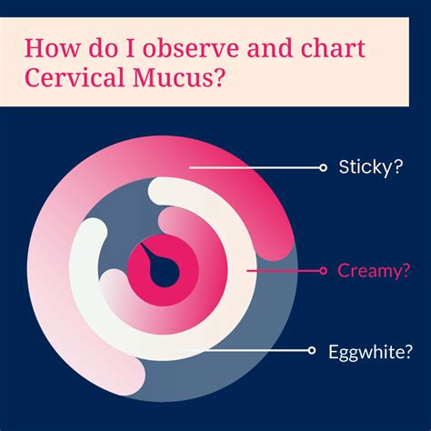 How Do I Observe And Chart Cervical Mucus Cervical Mucus Mucus Fertility Awareness