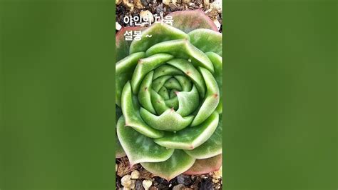 설봉 ~ 울퉁불퉁 멋찐 아이 ~ 파종이 실생 다육 다유기 다육이 다육식물 반려식물 다육판매 다육이판매 다육이키우기 다육인스타그램 매혹이 청주 야인