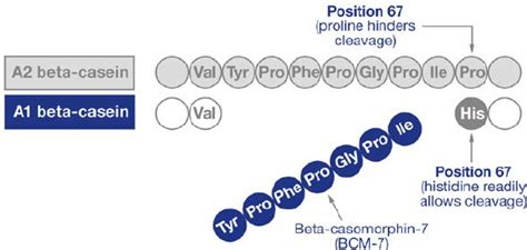Release Of Beta Casomorphin 7 Adapted From Woodford 12 Reproduced Download Scientific