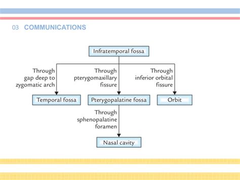 Infratemporal Fossa Structure Ppt