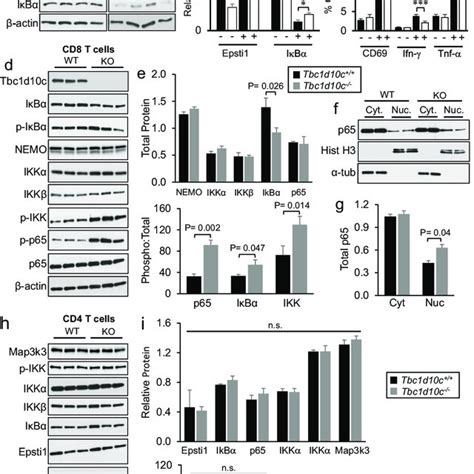 Nf κb Pathway Activation In Cd8 T Cells A B Gel Images A And