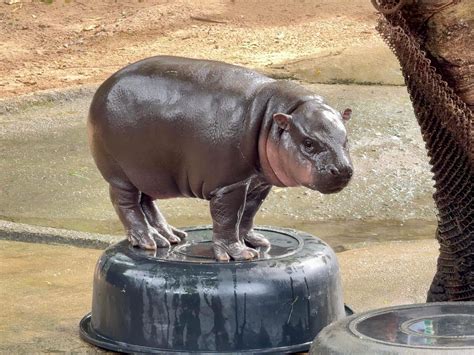 “หมูเด้ง” ศิลปินจากค่าย “gmm Music” น้องใหม่แห่งวงการ T Pop