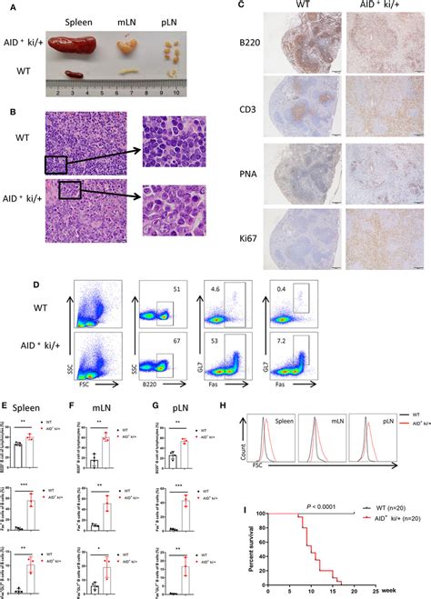 Gc B Cell Specific C Myc And Bcl2 Expression Produces Dlbcl Phenotype