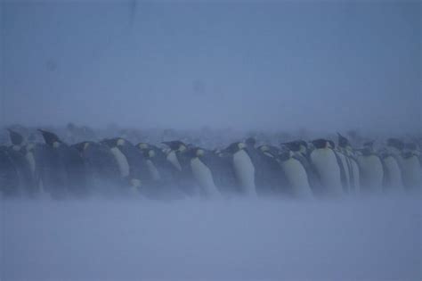 Earthsky Emperor Penguins Are Good Dads