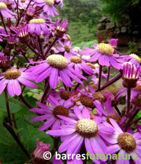 Ray Flowers All You Need Is Biology