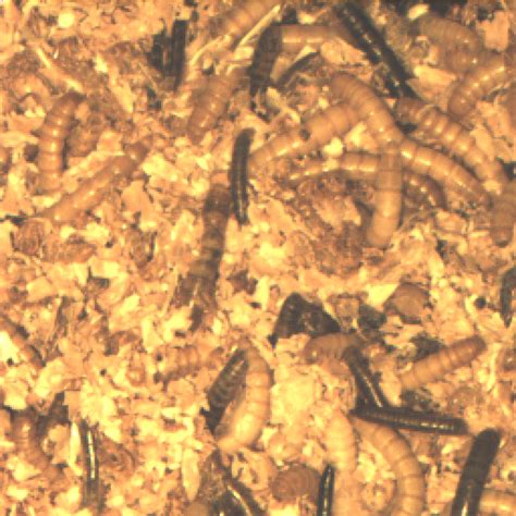 Mealworms Dead Detection Instance Segmentation Dataset By Mealworms