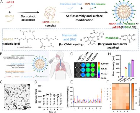 Inhaled Mrna Nanoparticles Dual Targeting Cancer Cells And Macrophages In The Lung For Effective