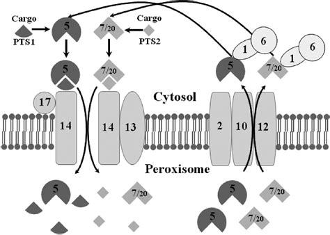 Peroxisome Structure