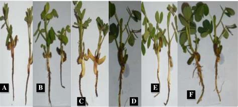 Root Rot Symptoms Caused By F Oxysporum A F Solani B R Download Scientific Diagram
