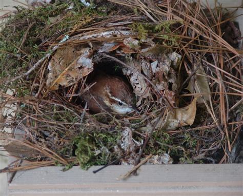 House Wren Nesting At Qiana Flowers Blog