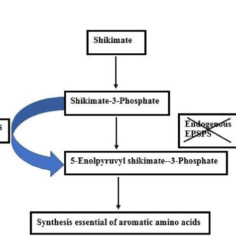 cp4 epsps enzyme s mode of action download scientific diagram