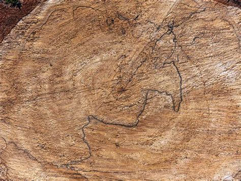 Cross Section Of The Tree Images Search Images On Everypixel