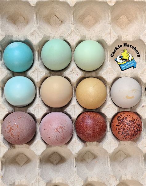 Easter Egger Chicken Colors