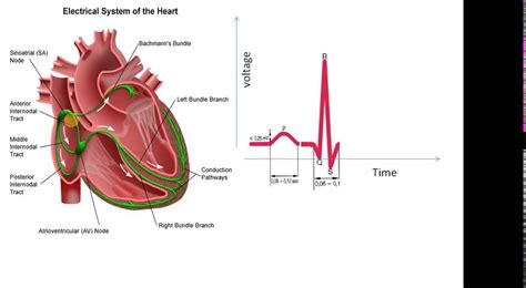 Зүрхний цахилгаан бичлэгийг хэрхэн зөв унших вэБичлэг 2 Youtube