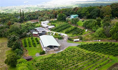 What Does Kona Coffee Taste Like Big Island Coffee Roasters